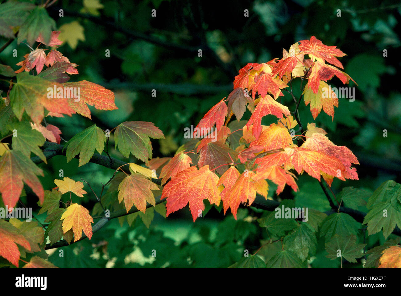 Autumn Leaves - Maple Leaves in Fall Colours / Colors Stock Photo - Alamy