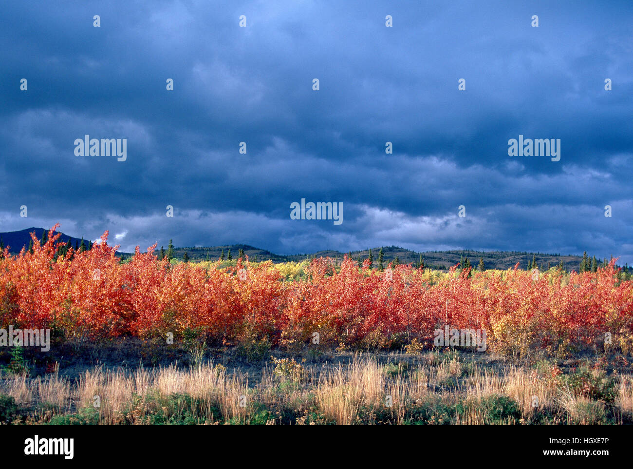 Boreal forest canada hi-res stock photography and images - Alamy
