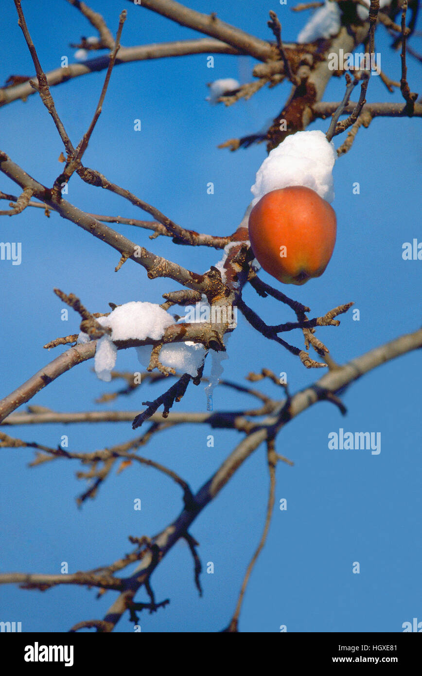 Apple orchard snow hi-res stock photography and images - Alamy