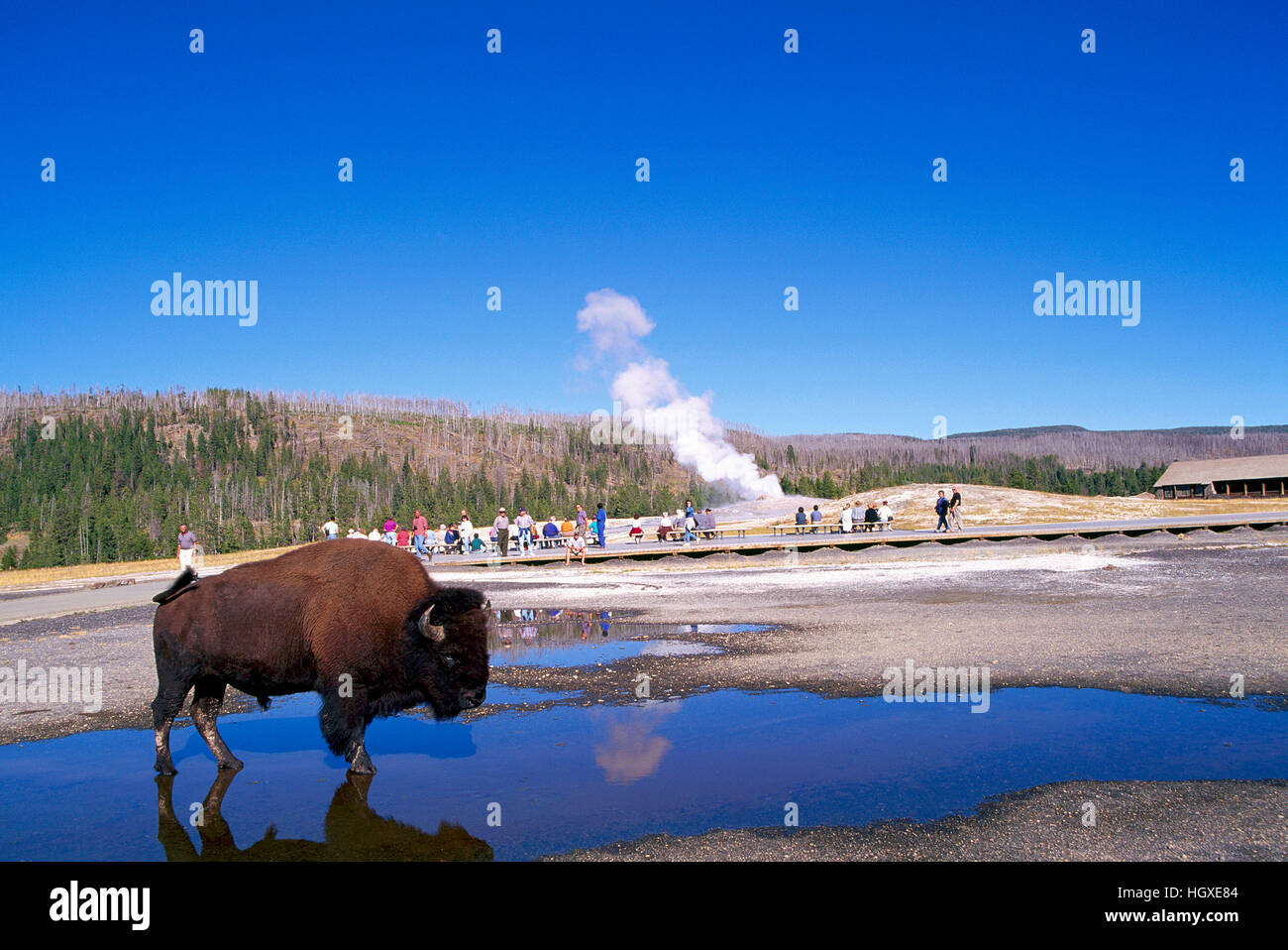 American Bison / Buffalo (Bison bison) standing near Old Faithful ...