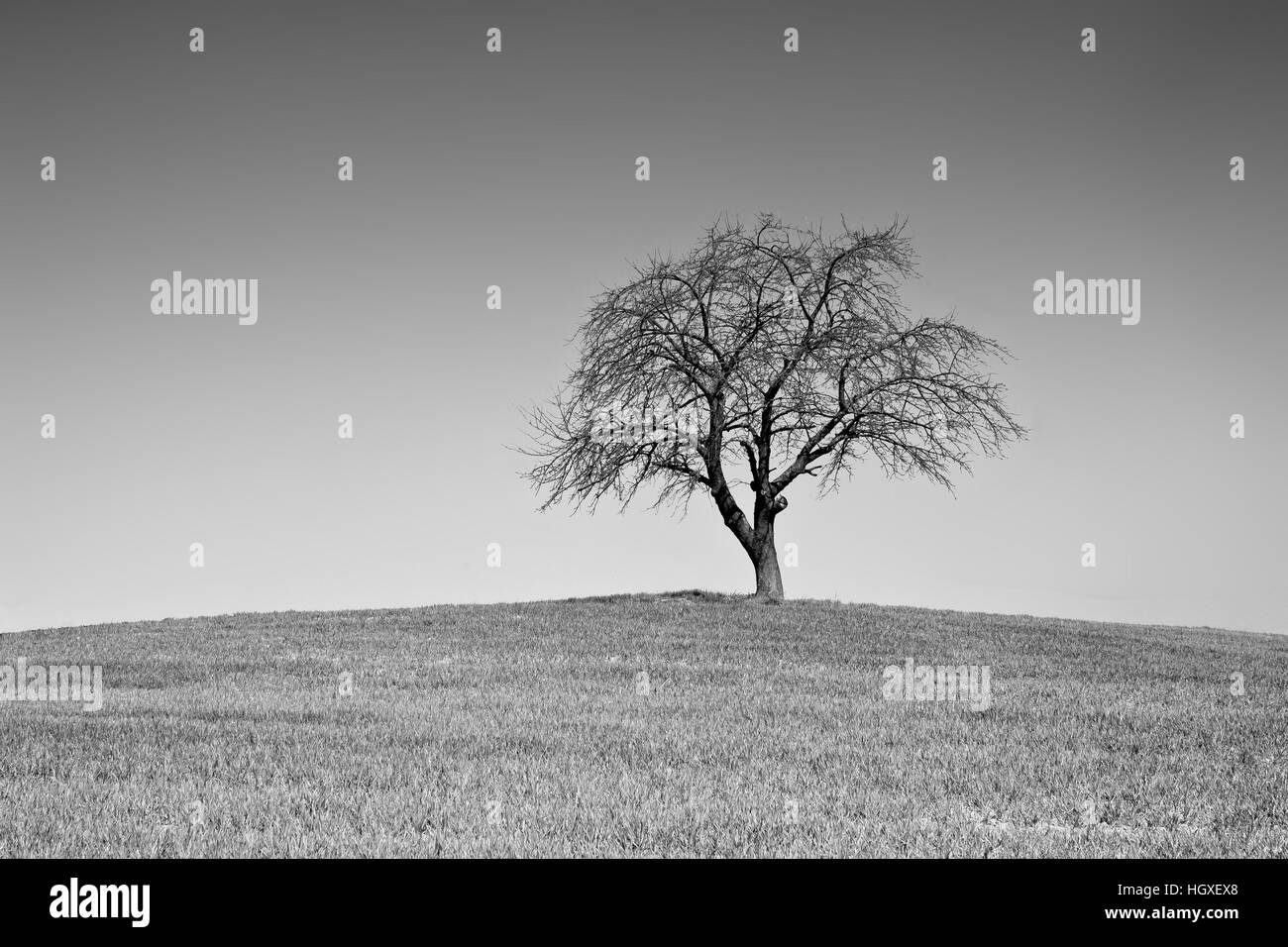 Single black and white tree on countryside hill Stock Photo - Alamy