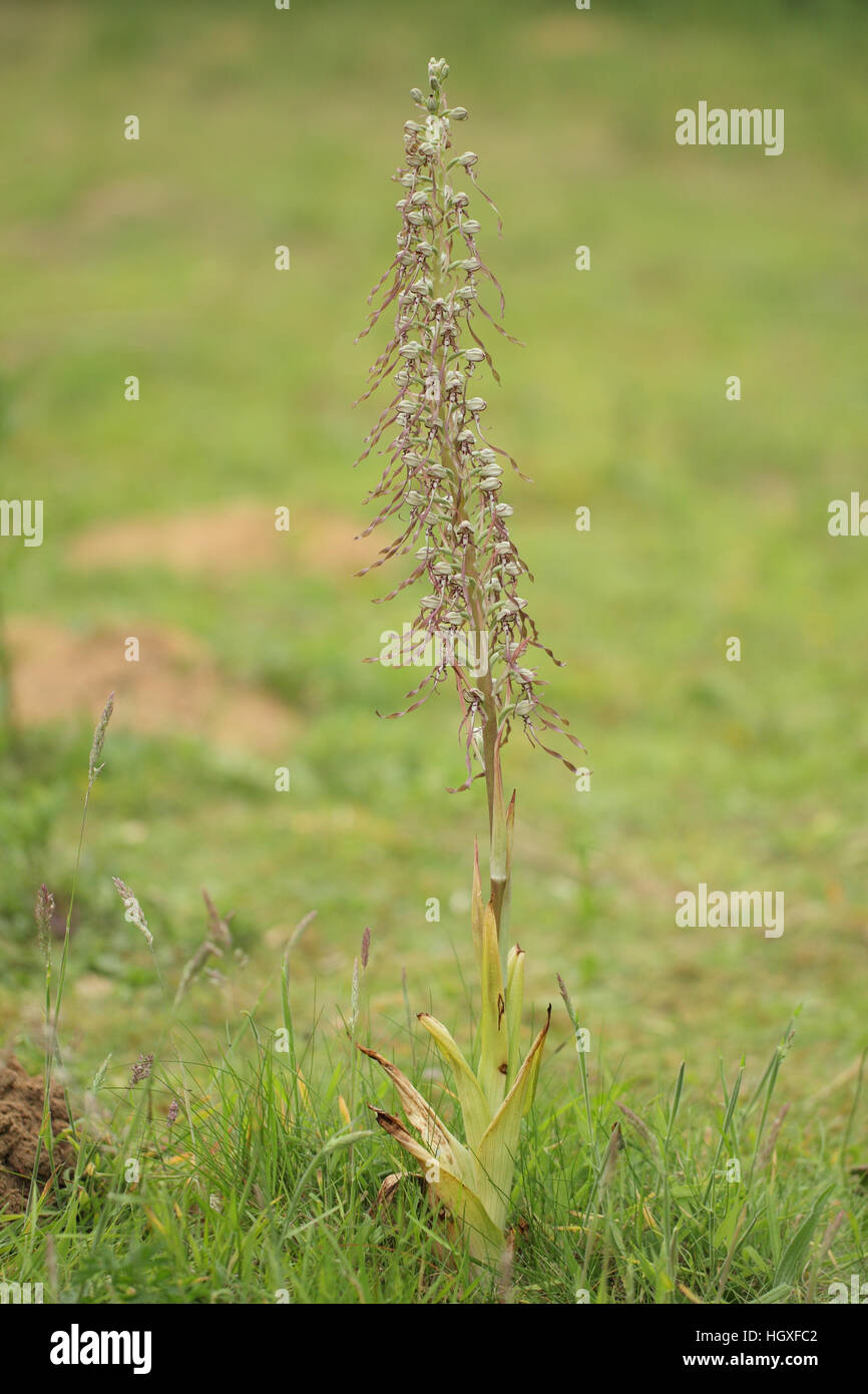 Lizard Orchid (Himantoglossum hircinum), the first in Norfolk for 60 ...