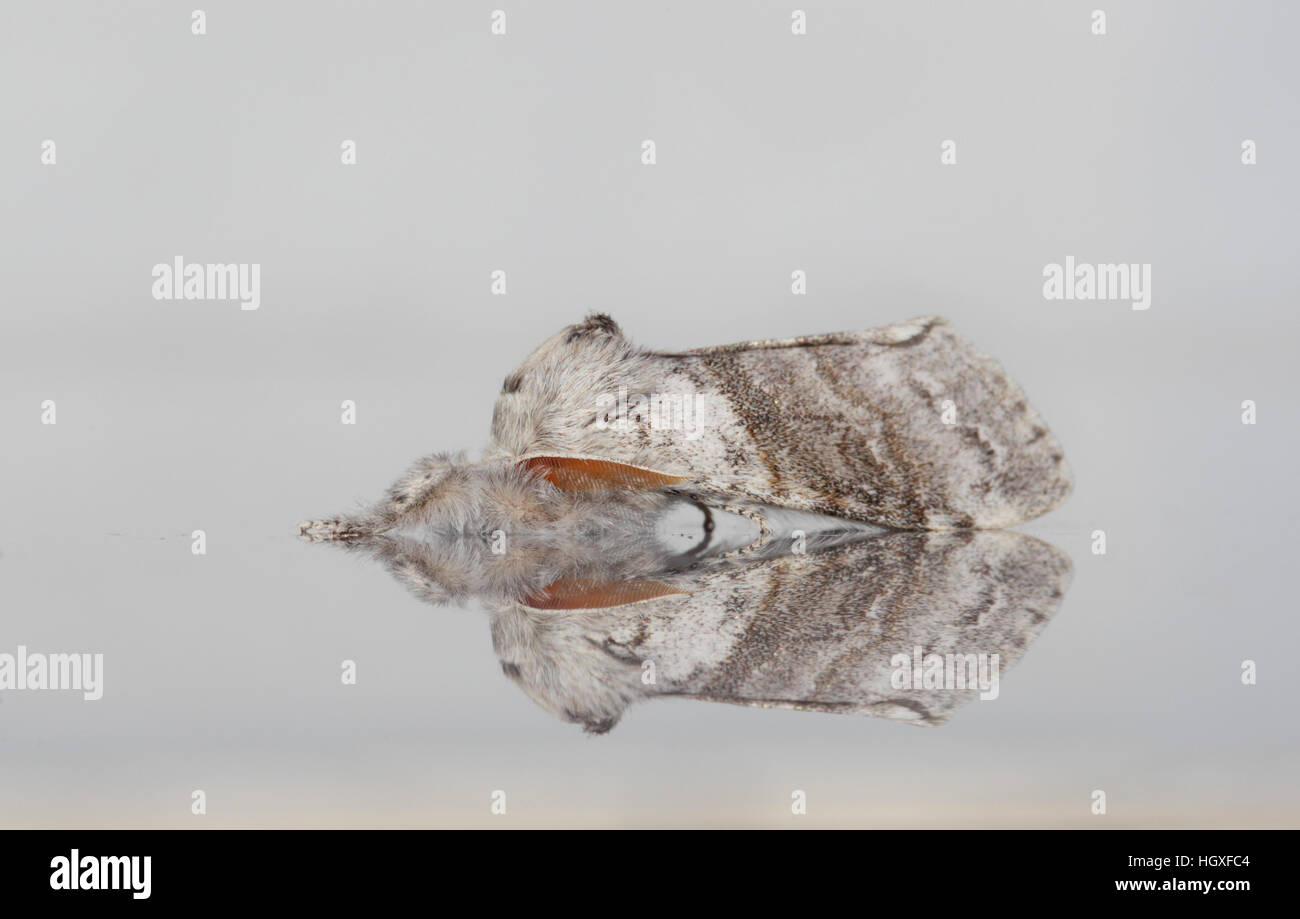 Moth legs hi-res stock photography and images - Alamy