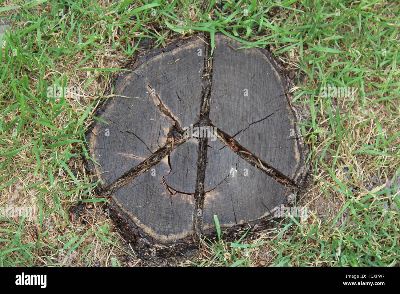 Peace sign tree stump Stock Photo - Alamy
