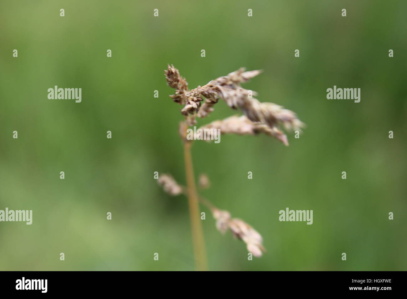 Grass wheat wild plant hi-res stock photography and images - Alamy