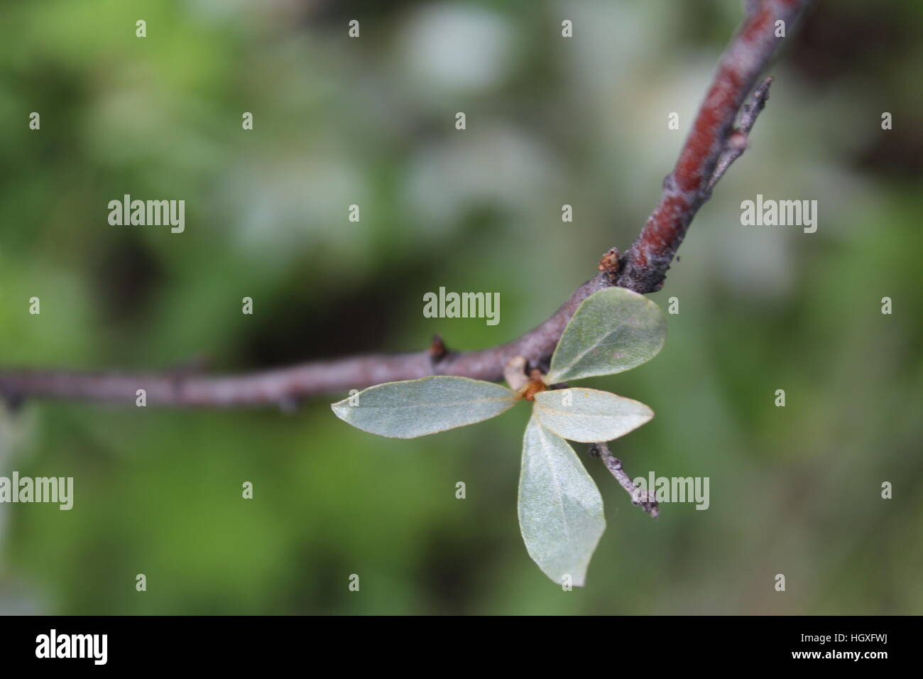 Leafs on a twig Stock Photo - Alamy