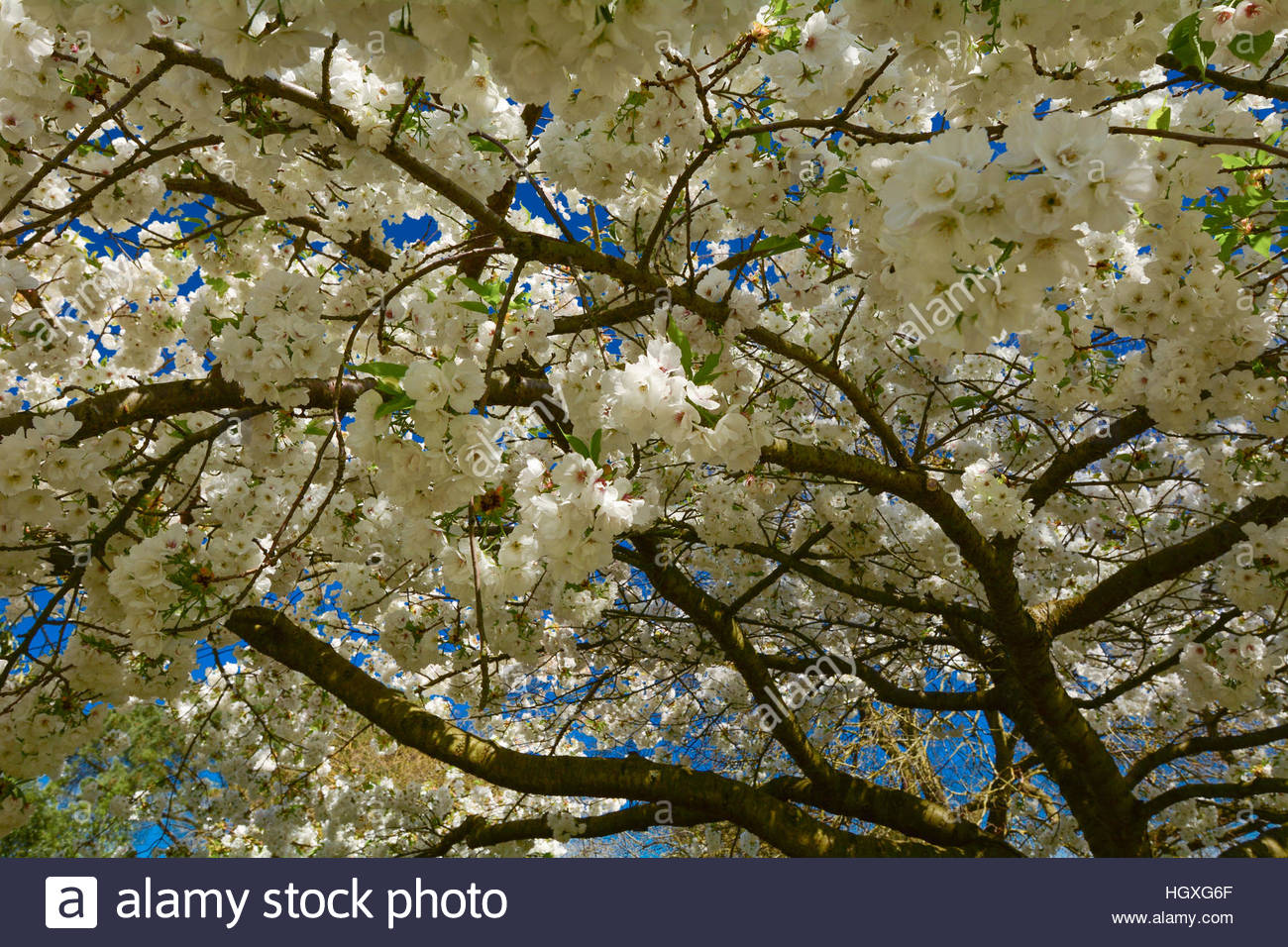 Prunus Mount Fuji Stock Photos & Prunus Mount Fuji Stock Images - Alamy