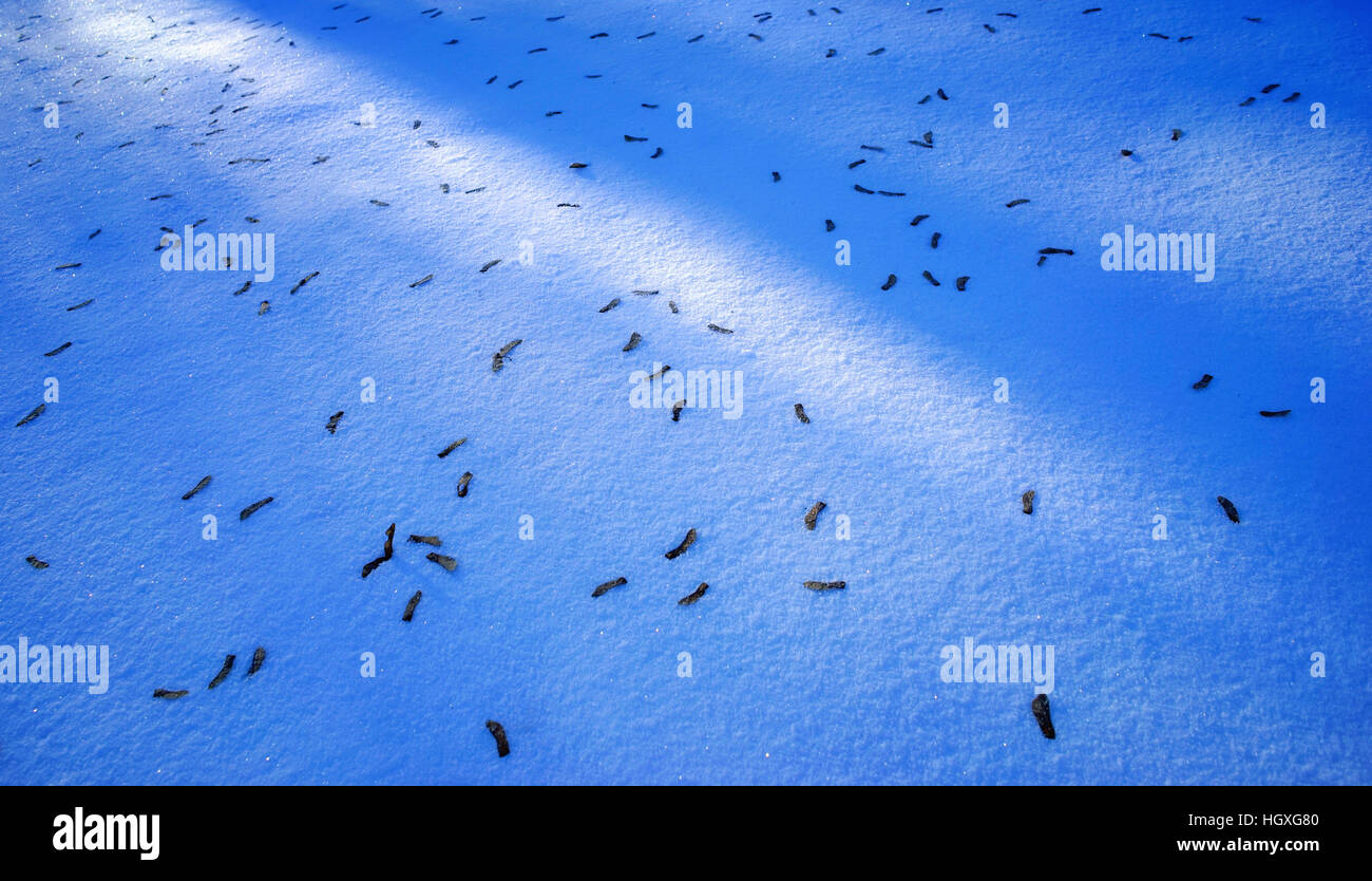 Blue snow ground in winter Stock Photo - Alamy