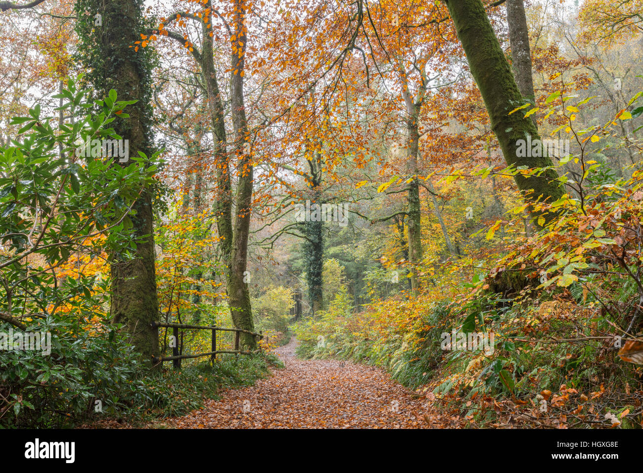 Exmoor forest hi-res stock photography and images - Alamy