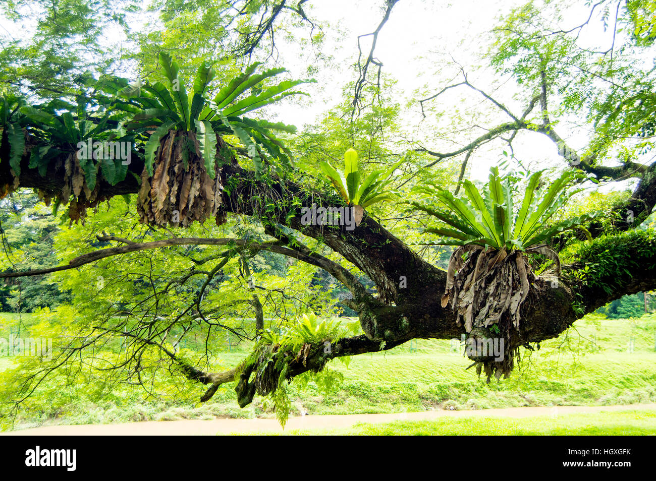 Epiphytes Air Plants, Kinta River, Ipoh, Perak, Malaysia Stock Photo ...