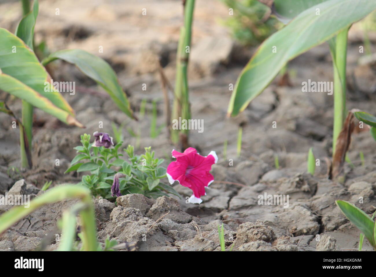 Alamy flower hi-res stock photography and images - Alamy