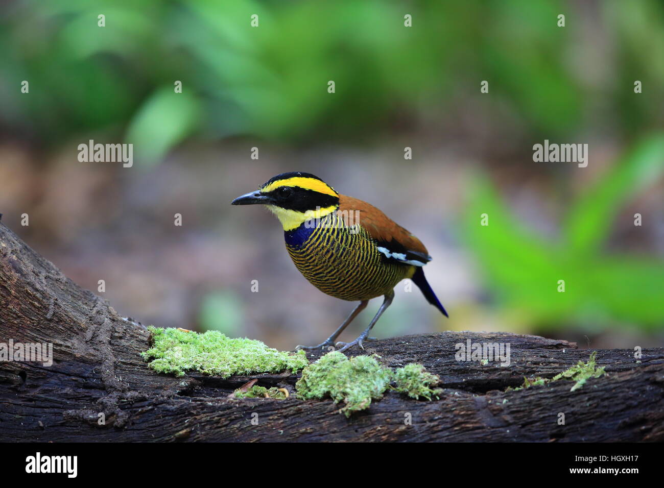 Javan Banded Pitta (Pitta guajana) in Bali Barat National Park, Bali ...