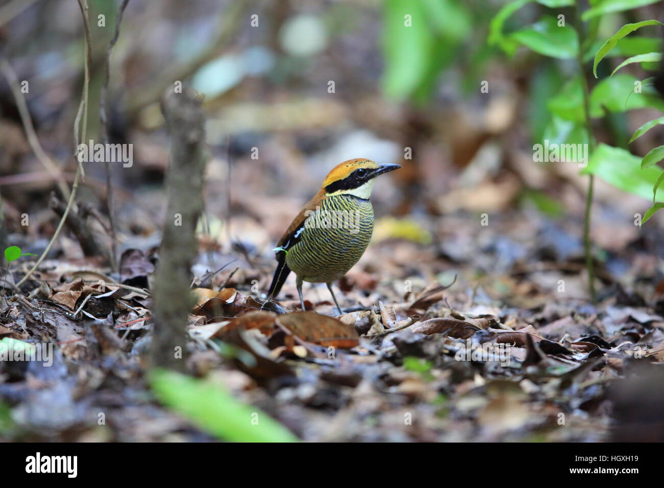 Javan Banded Pitta (Pitta guajana) in Bali Barat National Park, Bali ...
