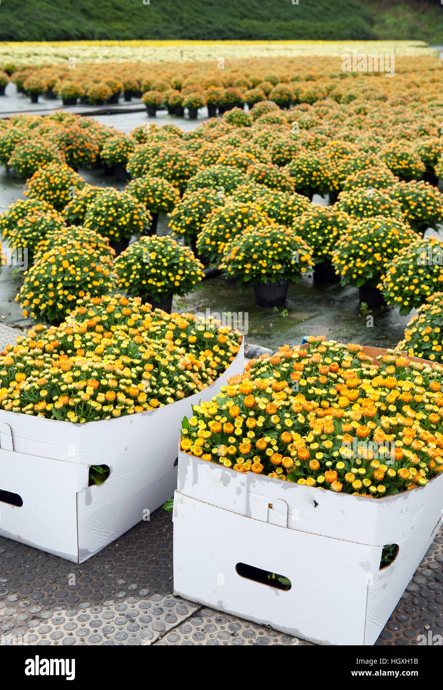 Perspective view of chrysanthemums field with white pasteboard boxes of ...