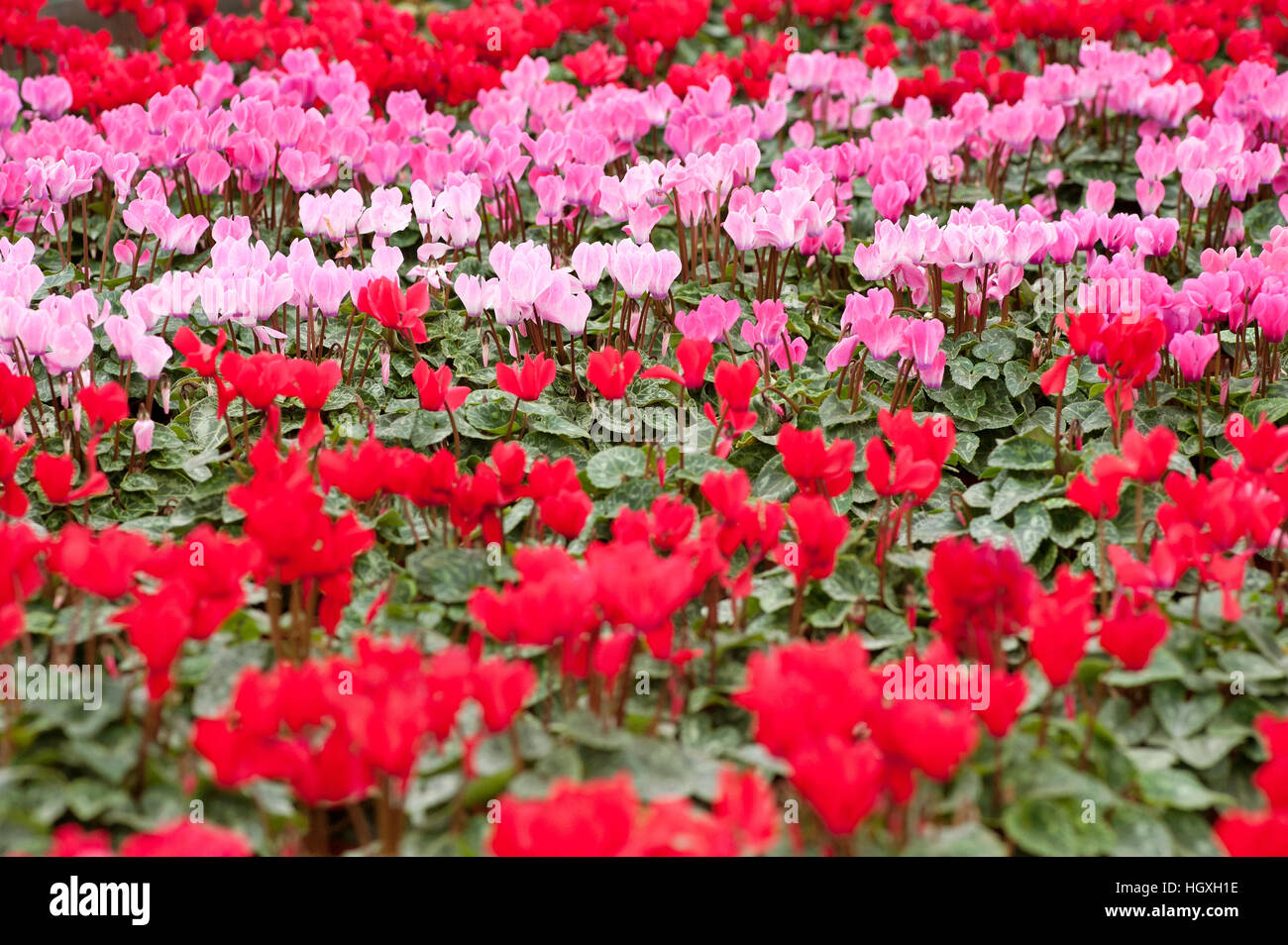 Crop view of blooming red and pink cyclamens - flower cultivation Stock ...