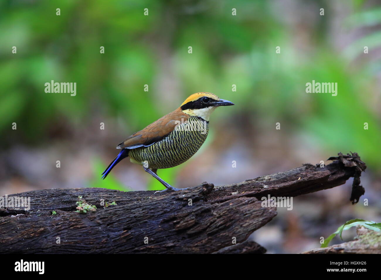 Javan Banded Pitta (Pitta guajana) in Bali Barat National Park, Bali ...