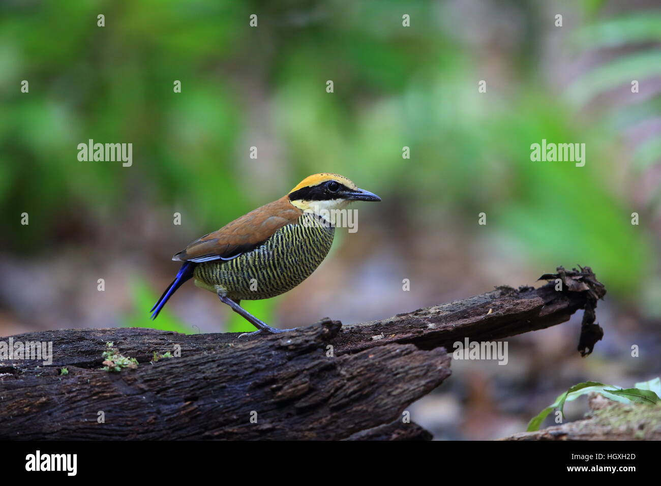 Javan Banded Pitta (Pitta guajana) in Bali Barat National Park, Bali ...