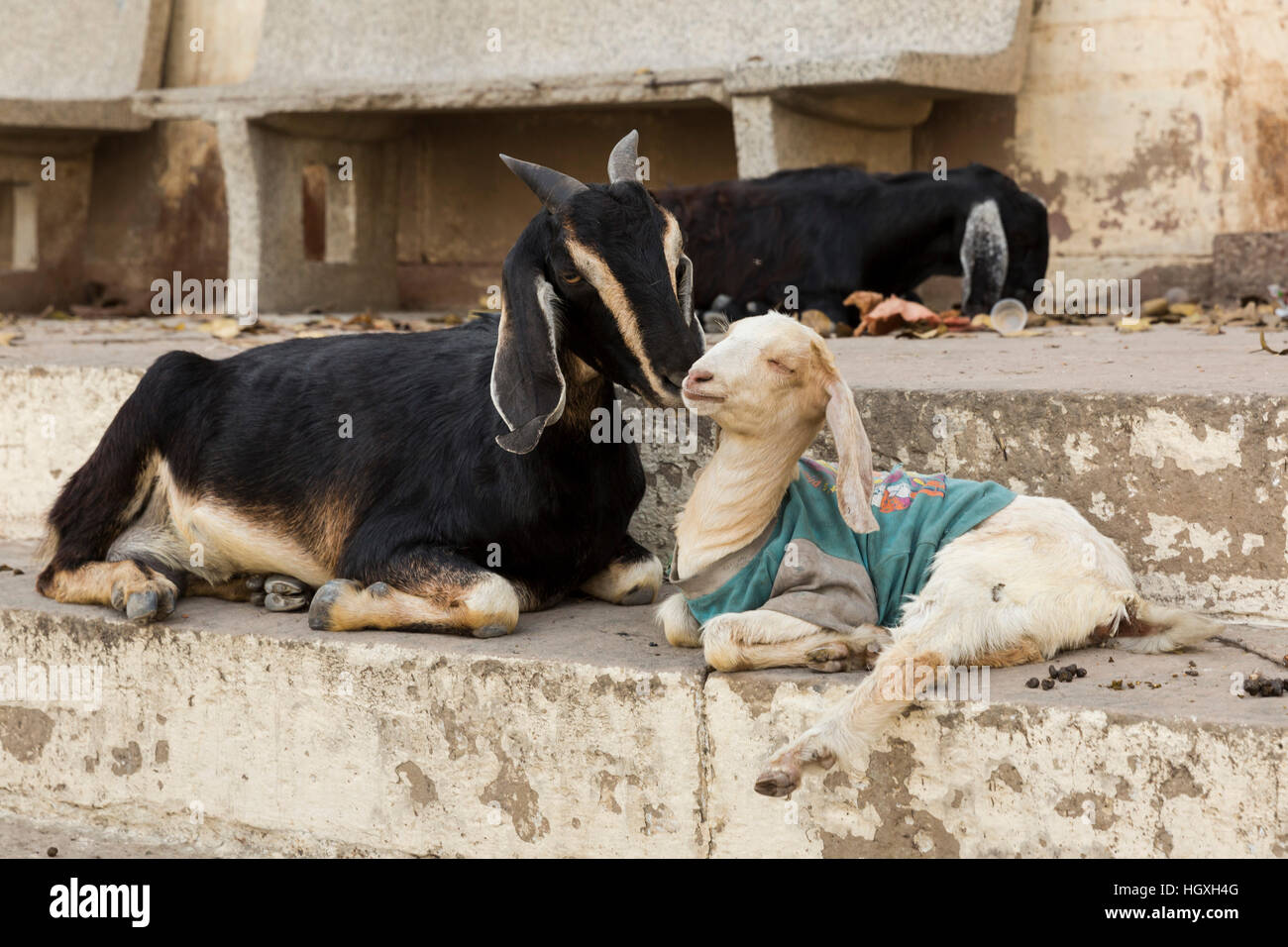 Goat cleaning its baby lamb. Varanasi, India Stock Photo - Alamy