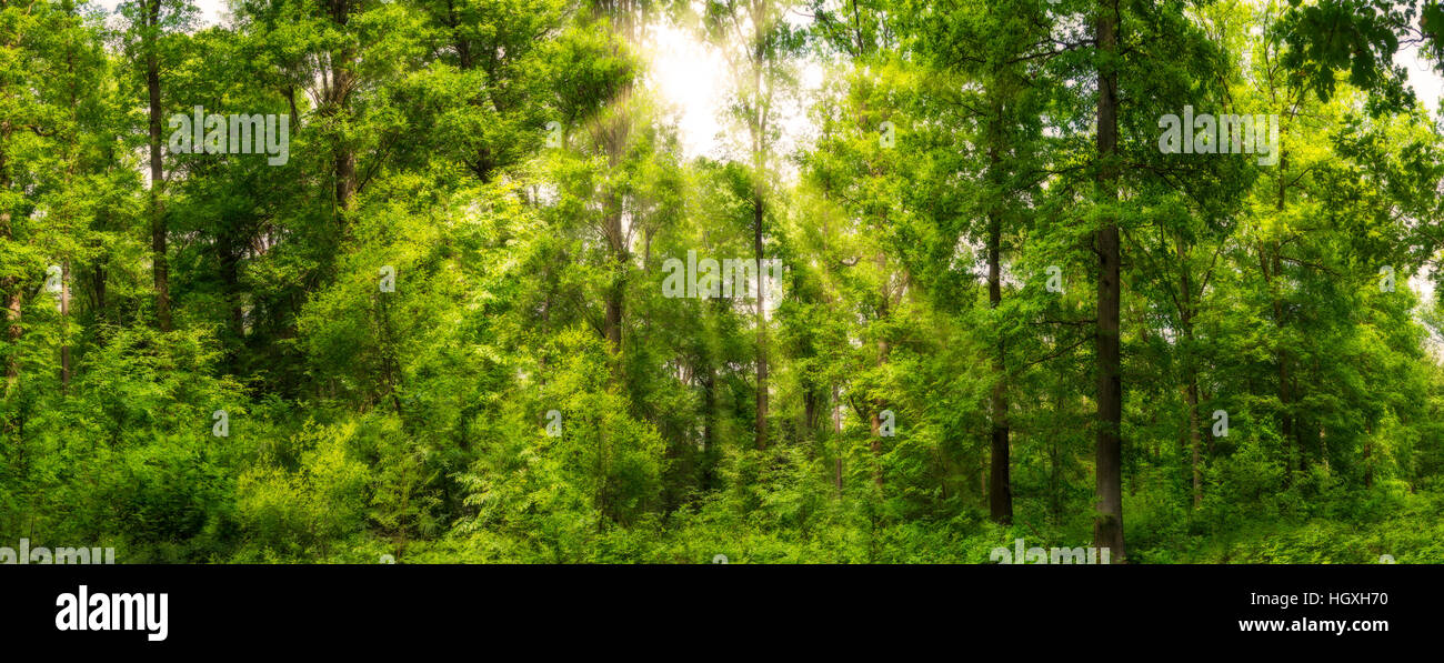 Sunbeams spring in forest hi-res stock photography and images - Alamy