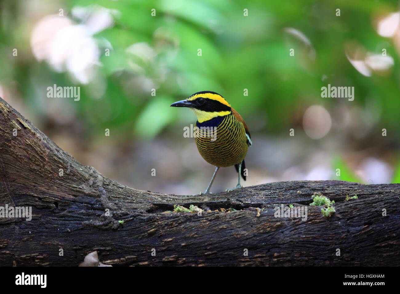 Javan Banded Pitta (Pitta guajana) in Bali Barat National Park, Bali ...