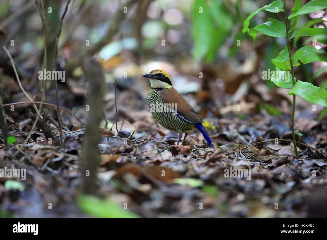 Javan Banded Pitta (Pitta guajana) in Bali Barat National Park, Bali ...