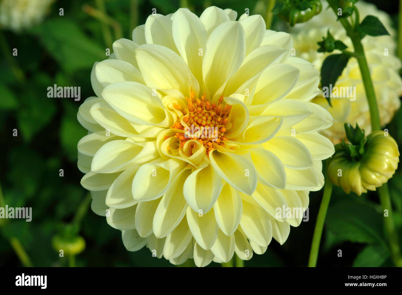 Dahlia 'Boom Boom Yellow' Stock Photo - Alamy