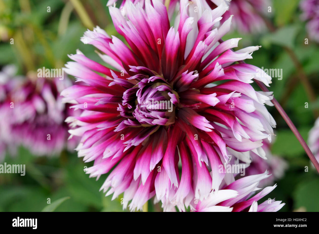 Dahlia 'Alauna Clair-Obscur' Stock Photo - Alamy