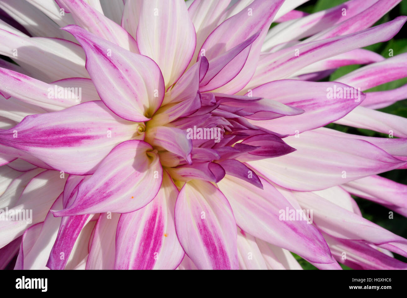 Dahlia 'Mingus Randy' Stock Photo - Alamy