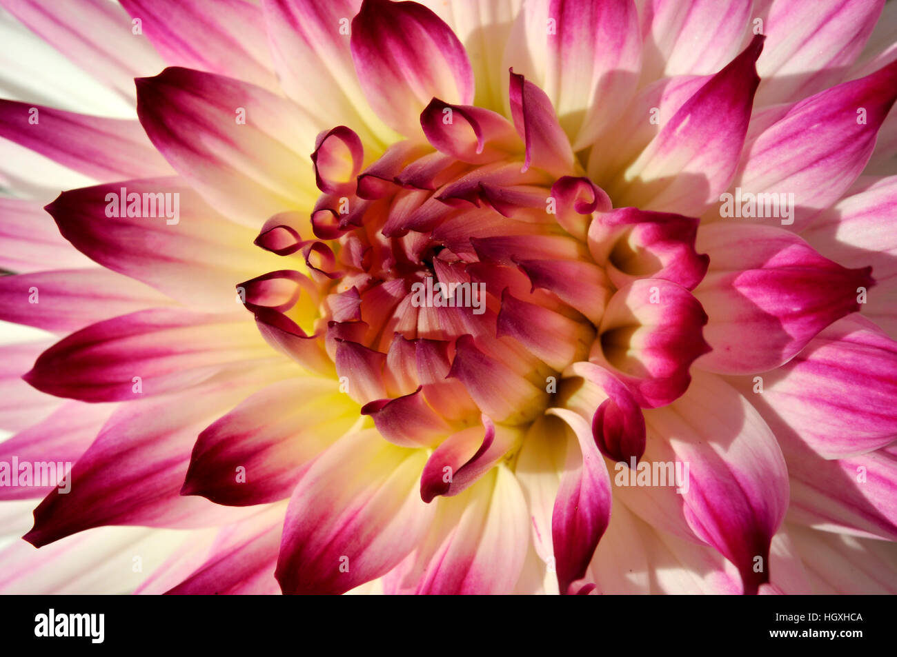Dahlia 'Dutch Explosion' Stock Photo - Alamy