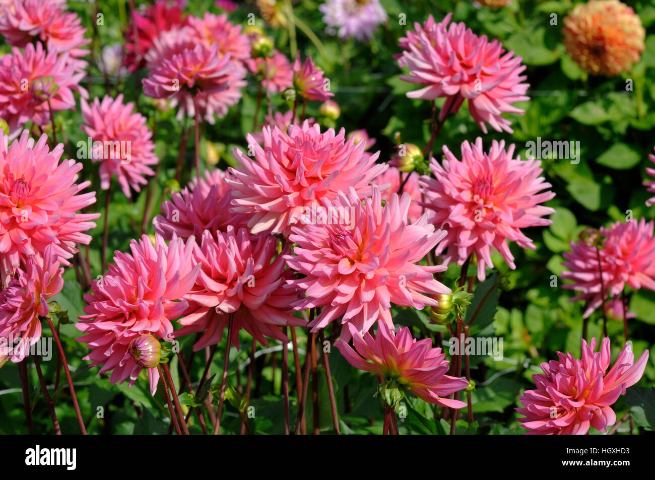 Dahlia 'Graaf Floris' Stock Photo - Alamy
