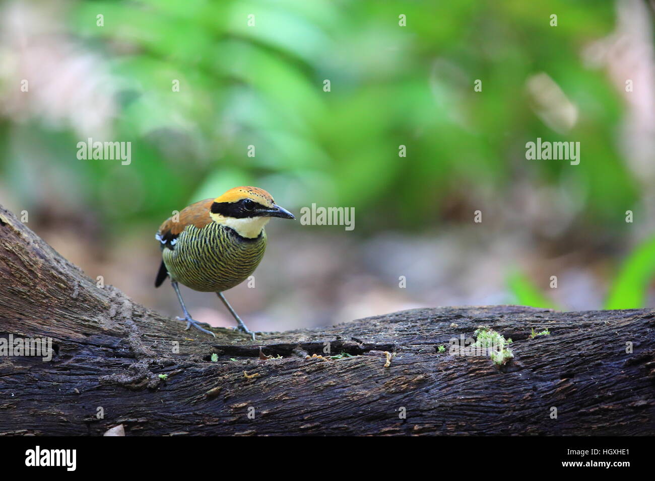 Javan Banded Pitta (Pitta guajana) in Bali Barat National Park, Bali ...