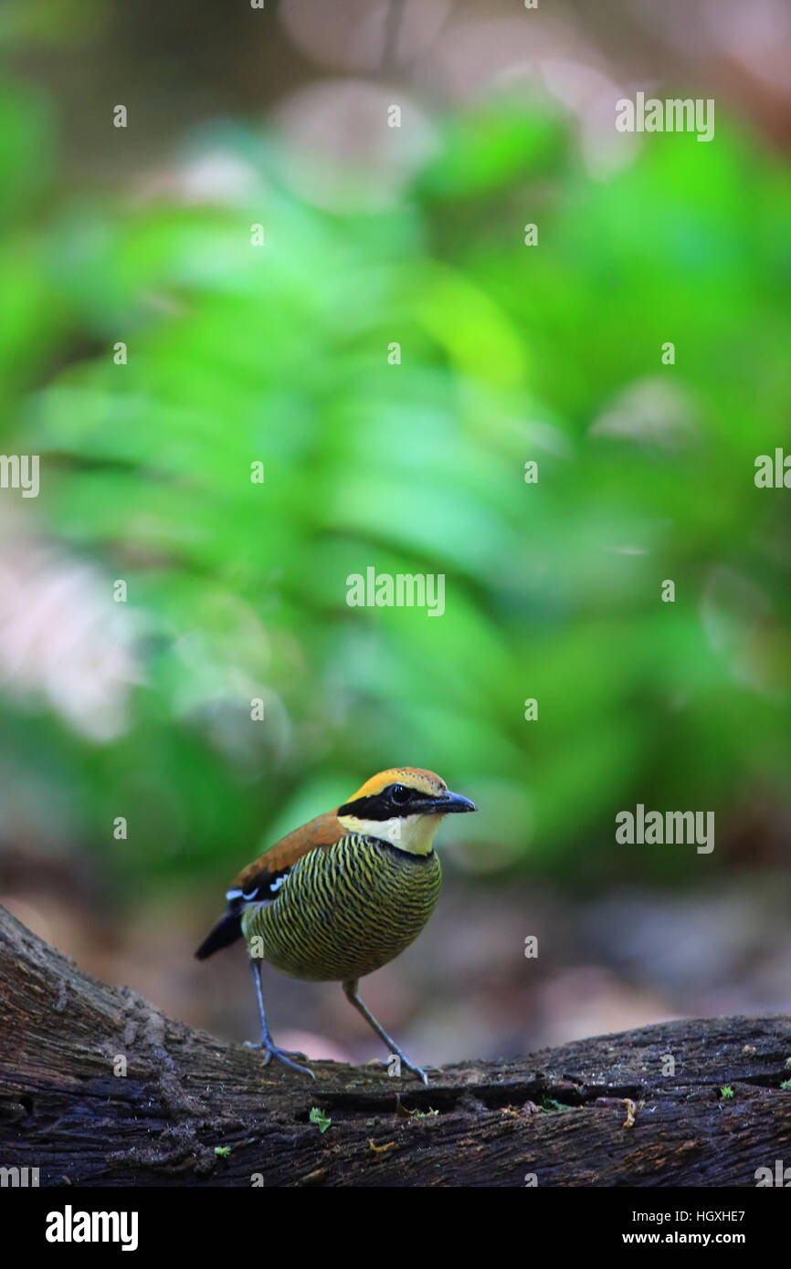 Javan Banded Pitta (Pitta guajana) in Bali Barat National Park, Bali ...