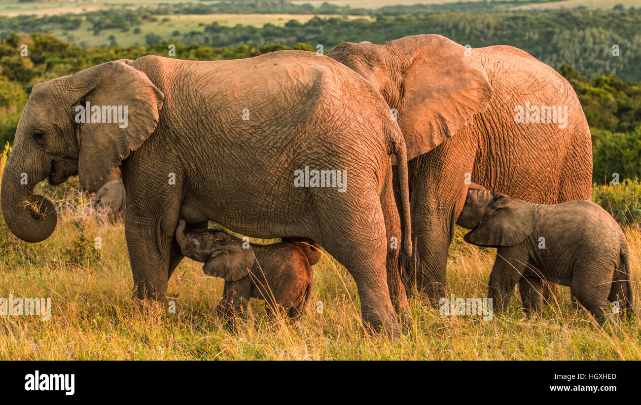 African elephant mother new born calf hi-res stock photography and ...