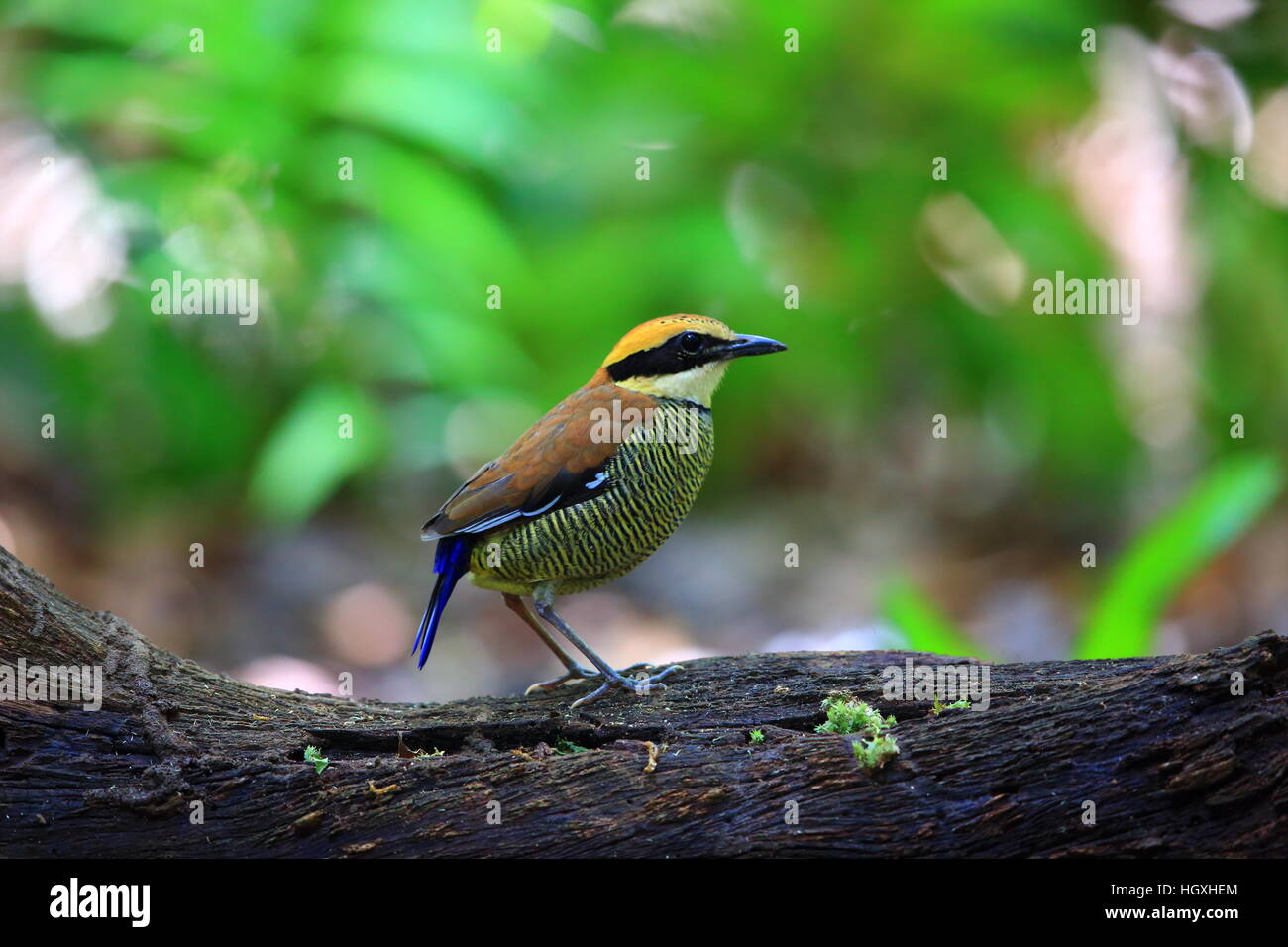 Javan Banded Pitta (Pitta guajana) in Bali Barat National Park, Bali ...
