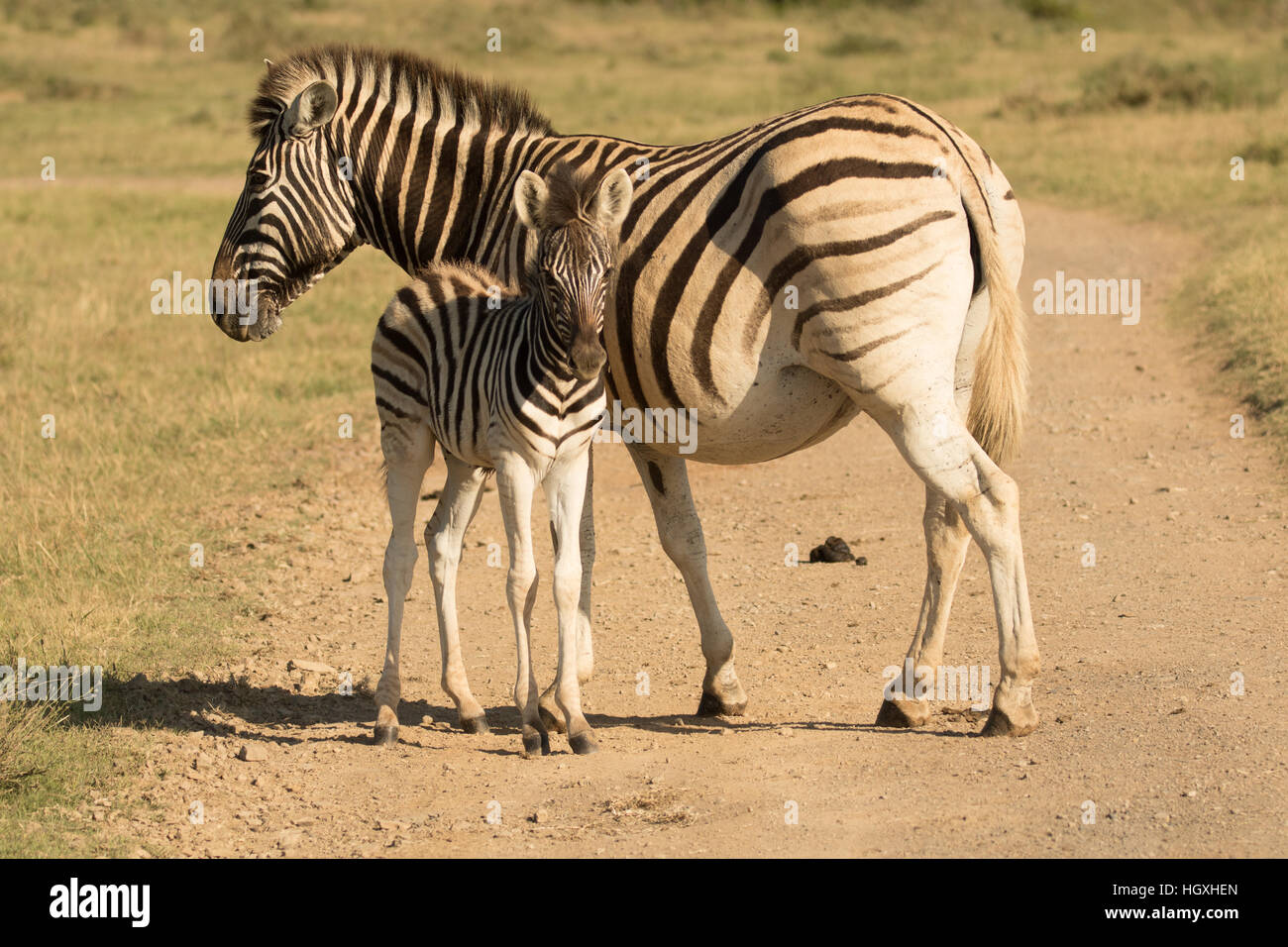 Zebra and Foal Stock Photo - Alamy