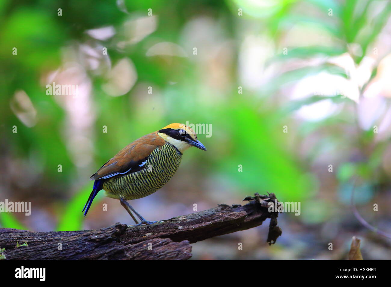 Javan Banded Pitta (Pitta guajana) in Bali Barat National Park, Bali ...