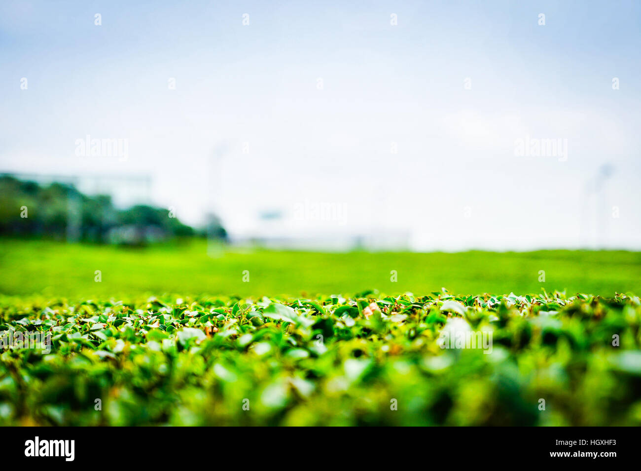 Green Tea farm after cuting Stock Photo - Alamy