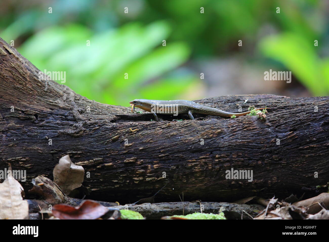 Mabuya hi-res stock photography and images - Alamy