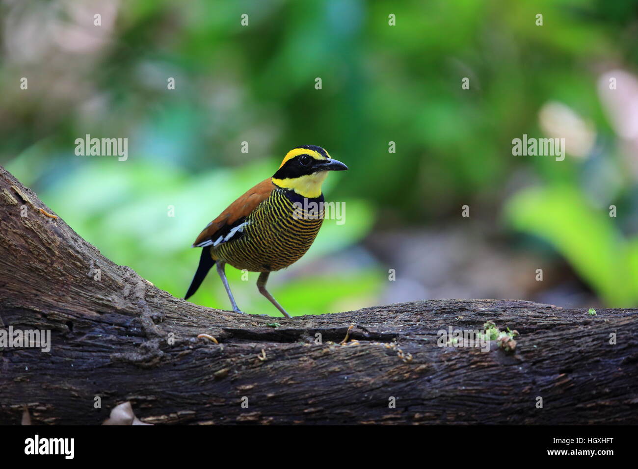 Javan Banded Pitta (Pitta guajana) in Bali Barat National Park, Bali ...