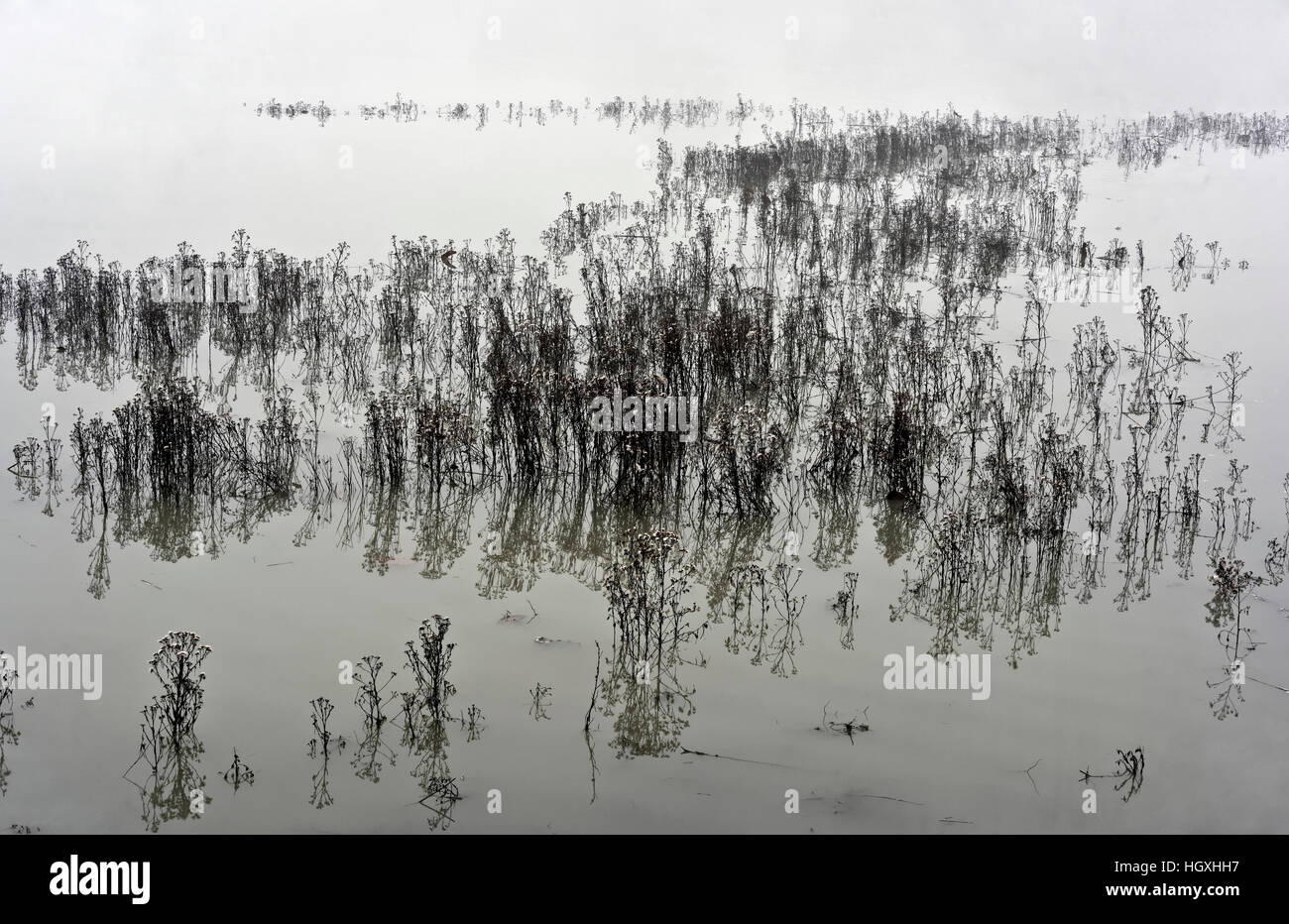 water weed thick winter fog at Chatelier Lock Le Lyvet Rance Valley ...