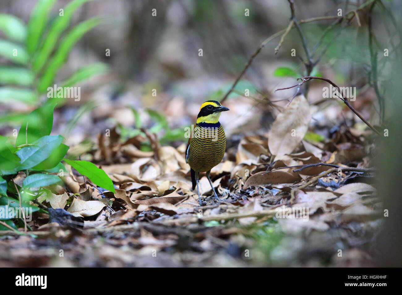 Javan Banded Pitta (Pitta guajana) in Bali Barat National Park, Bali ...