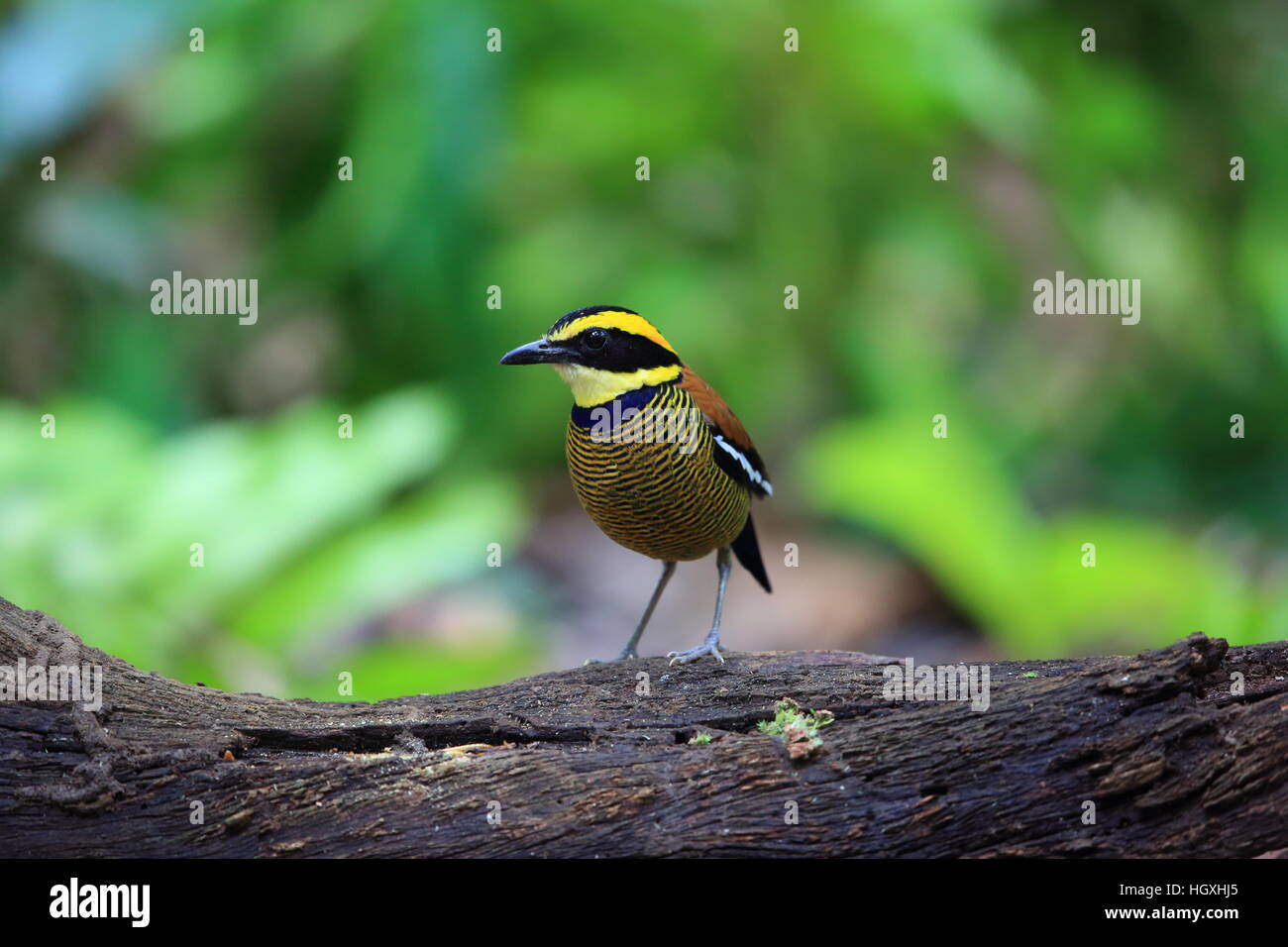 Javan Banded Pitta (Pitta guajana) in Bali Barat National Park, Bali ...