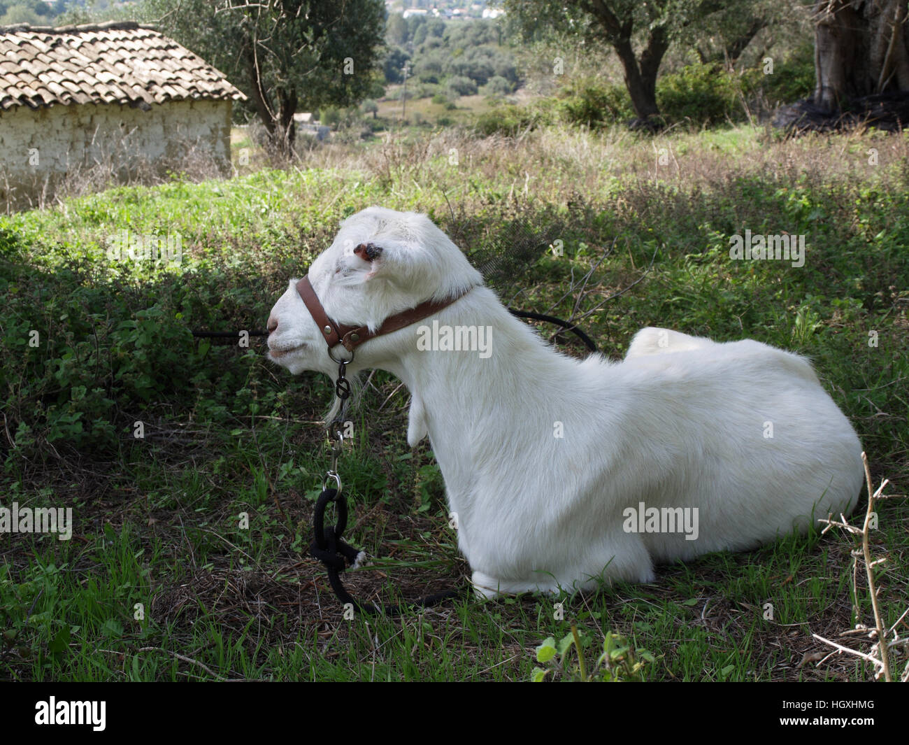 Nanny goat lazing in olive grove in Corfu Greece Stock Photo - Alamy