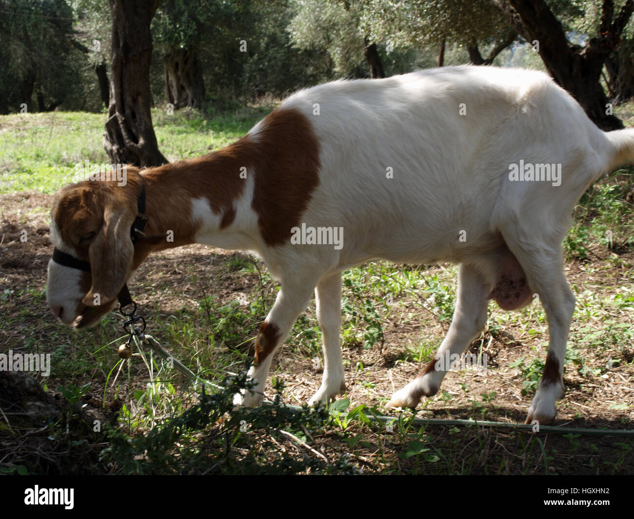 Goats from greece hi-res stock photography and images - Alamy