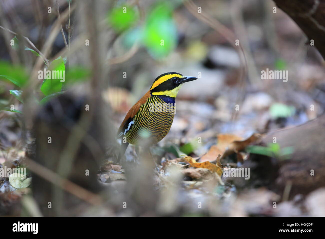 Javan Banded Pitta (Pitta guajana) in Bali Barat National Park, Bali ...