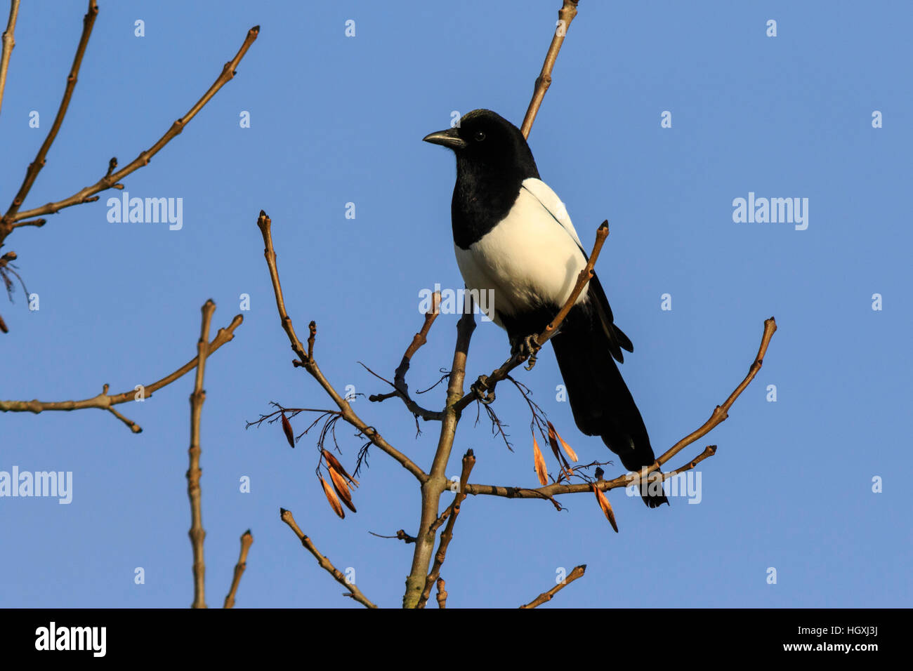 Pica pica in a tree hi-res stock photography and images - Alamy