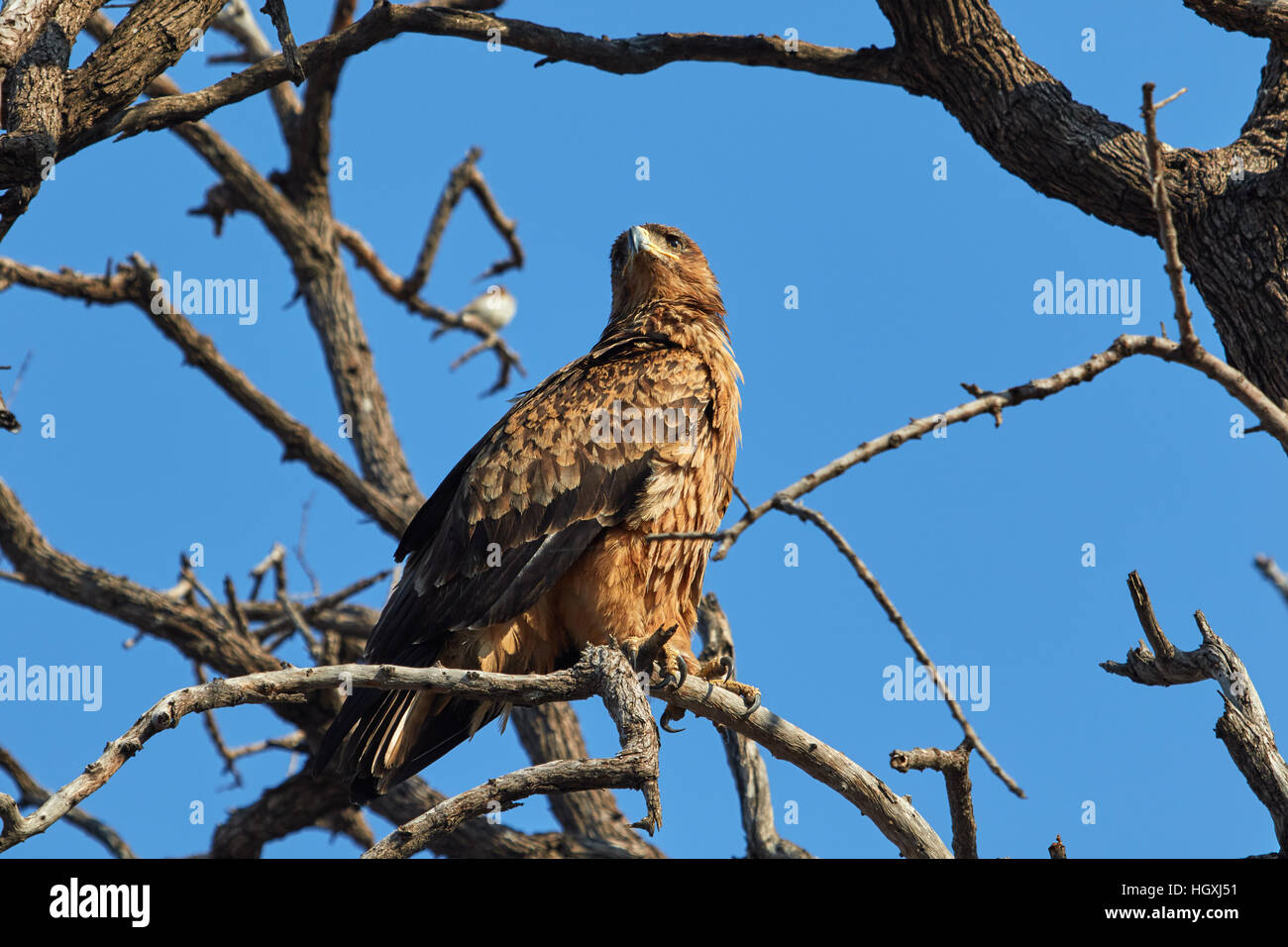 Bald eagle in a tree hi-res stock photography and images - Alamy