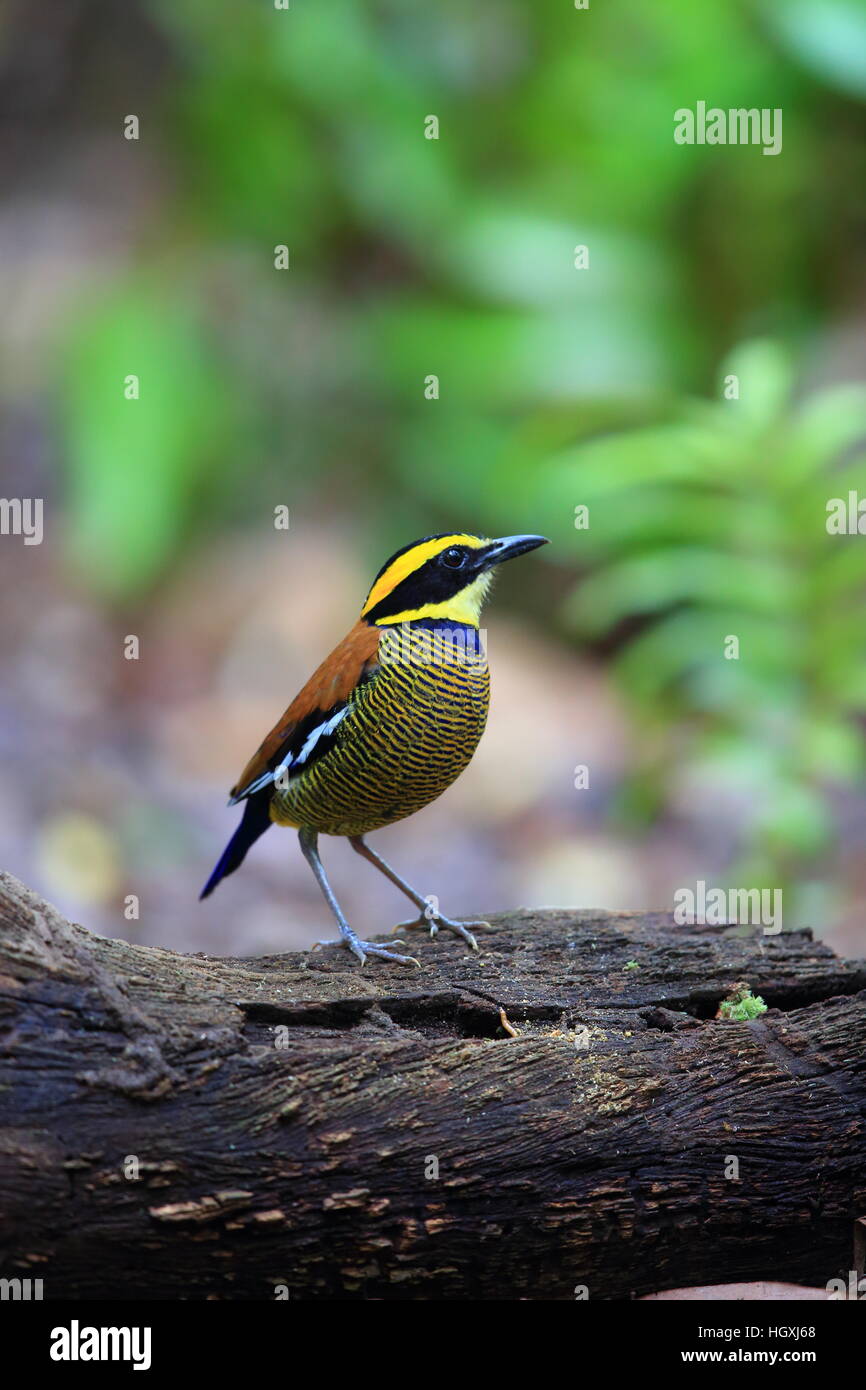 Javan Banded Pitta (Pitta guajana) in Bali Barat National Park, Bali ...