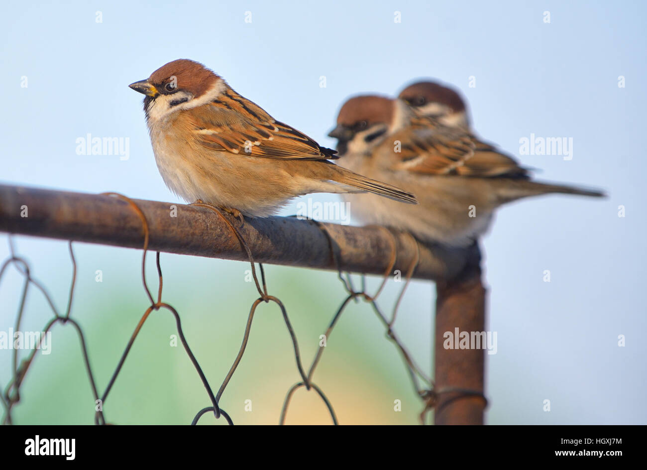 Sparrows hi-res stock photography and images - Alamy