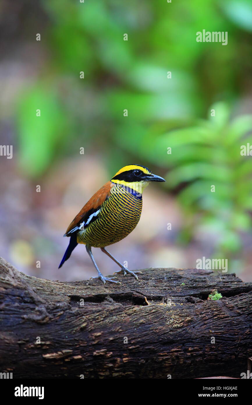 Javan Banded Pitta (Pitta guajana) in Bali Barat National Park, Bali ...